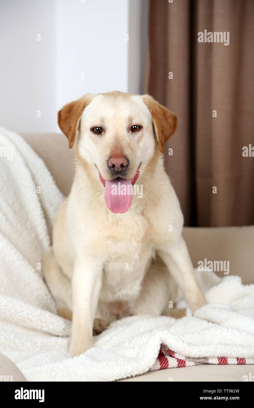 Cute dog on sofa, on home interior background Stock Photo - Alamy