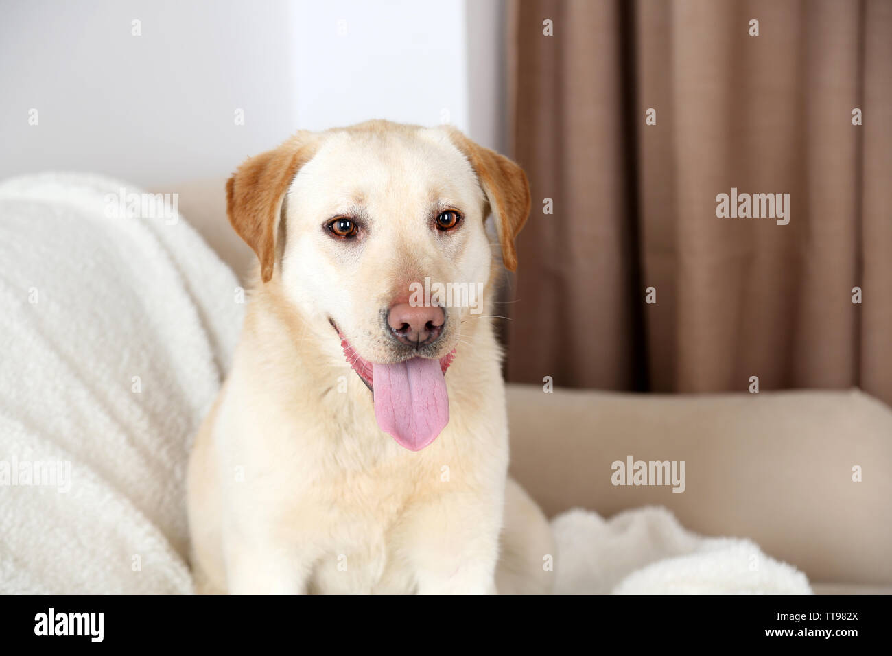 Cute dog on sofa, on home interior background Stock Photo - Alamy