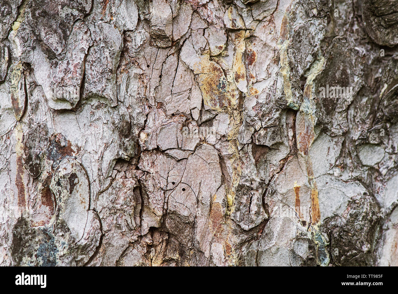 the bark of a tree is shown Stock Photo - Alamy