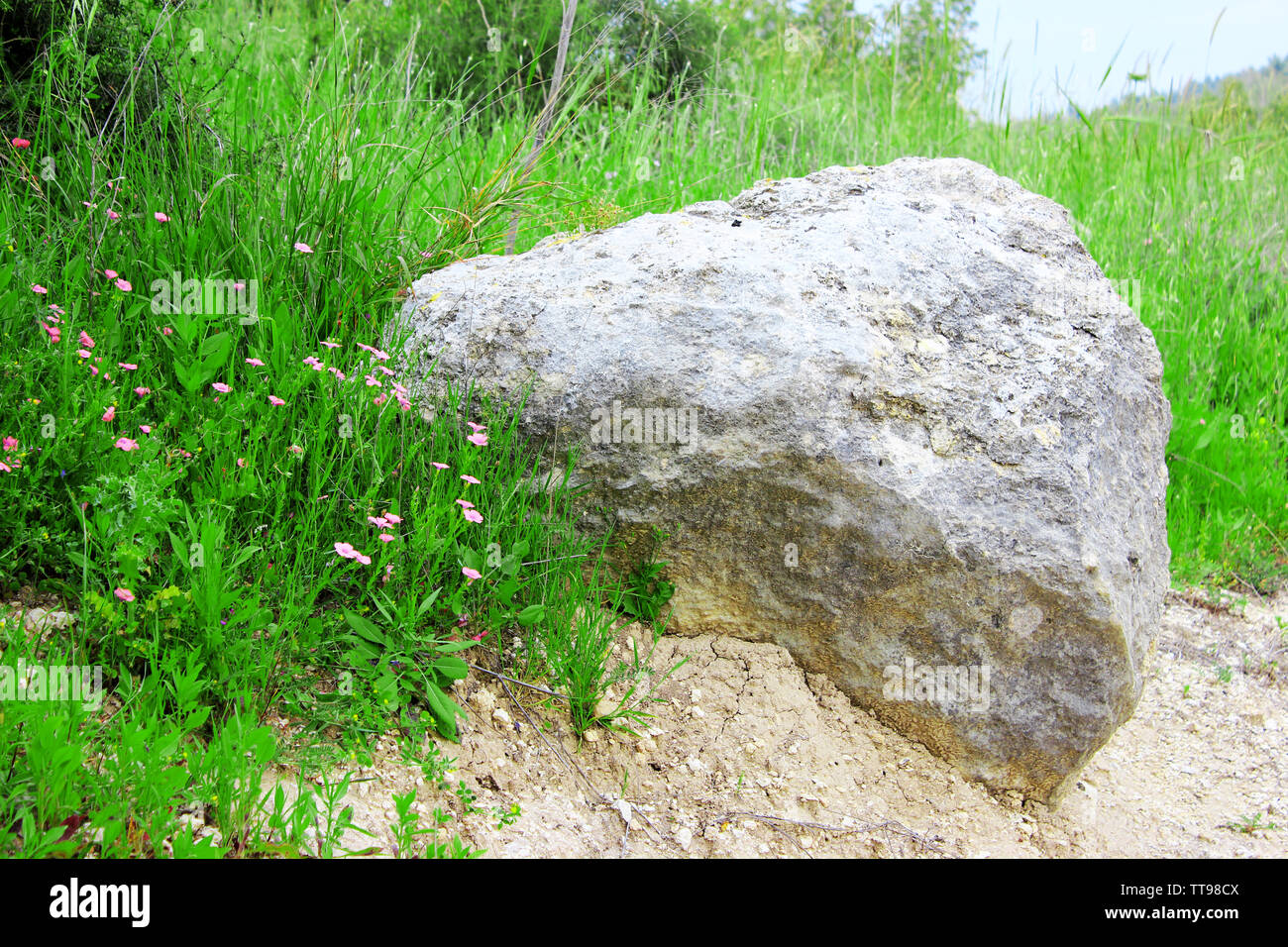 Rock forest Stock Photo - Alamy