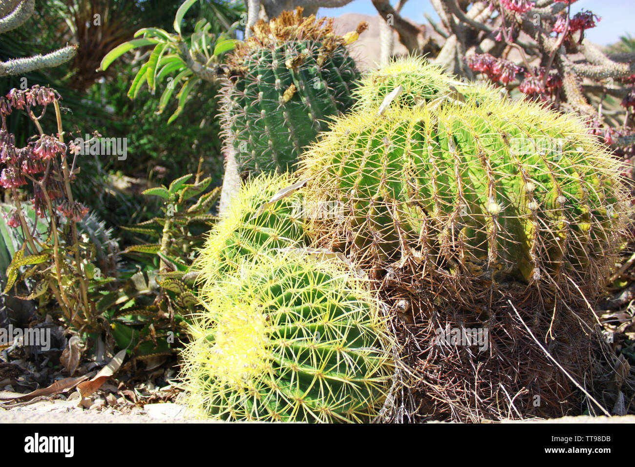 Group different cactus plants hi-res stock photography and images - Alamy