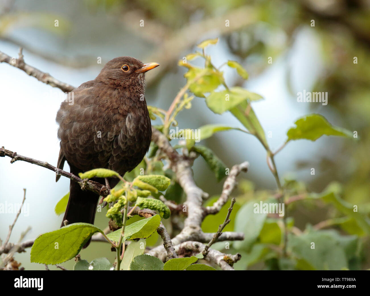 Female photographing birds hi-res stock photography and images - Alamy