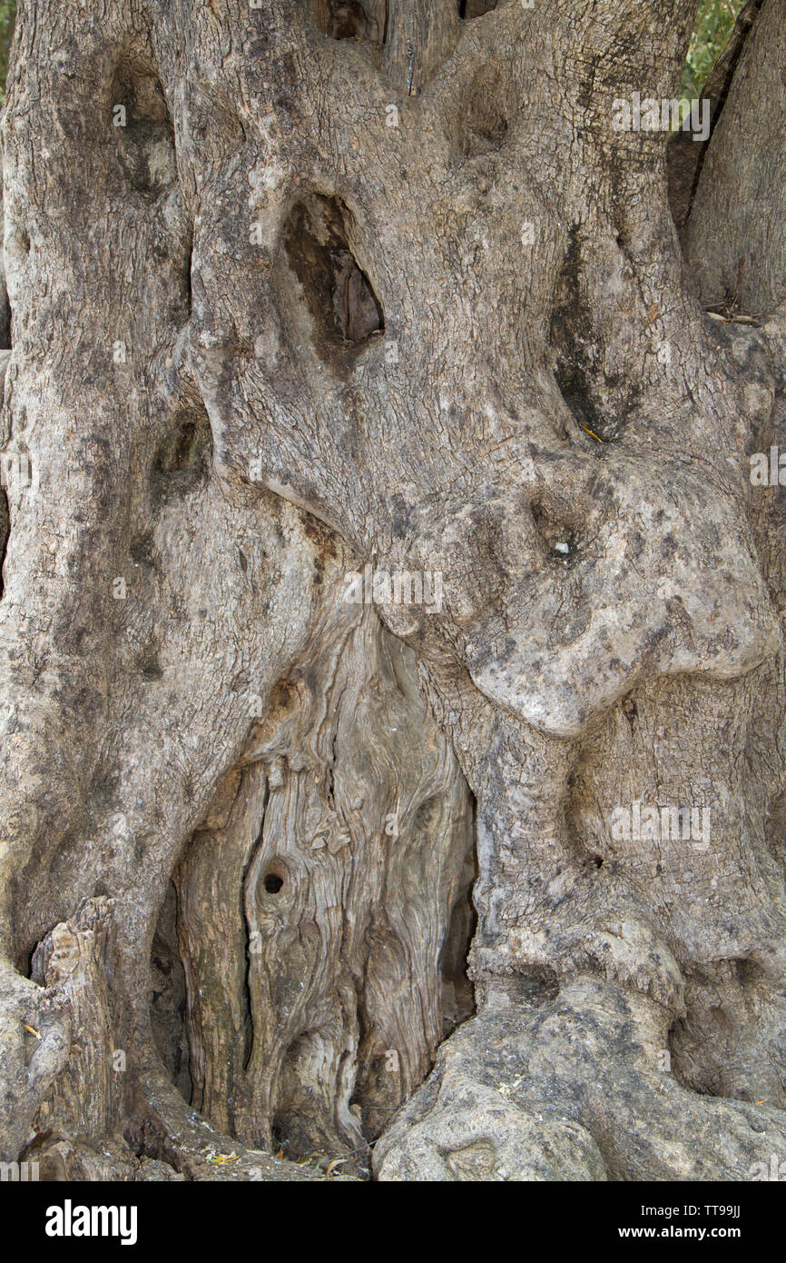 Natural background olive tree hi-res stock photography and images - Alamy