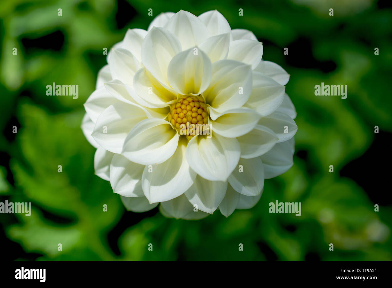 Beautiful fresh flowers as a nature background Stock Photo - Alamy