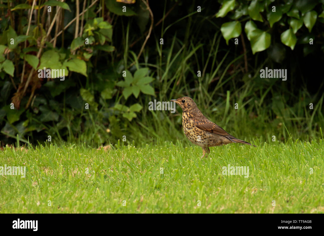Thrush images hi-res stock photography and images - Alamy