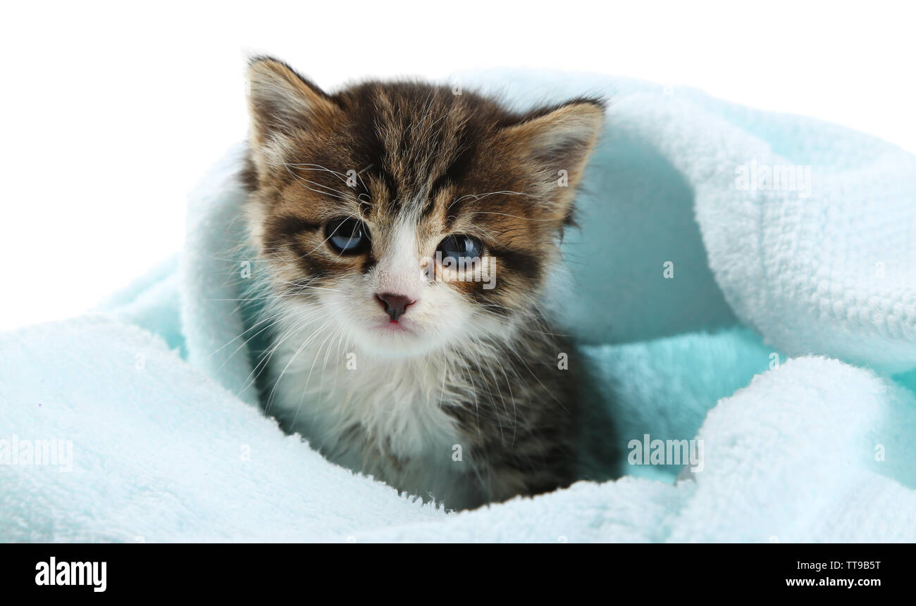 Cute little kitten with towel, on white background Stock Photo - Alamy