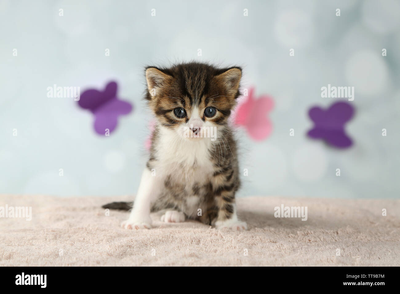 Cute little kitten on light background Stock Photo - Alamy