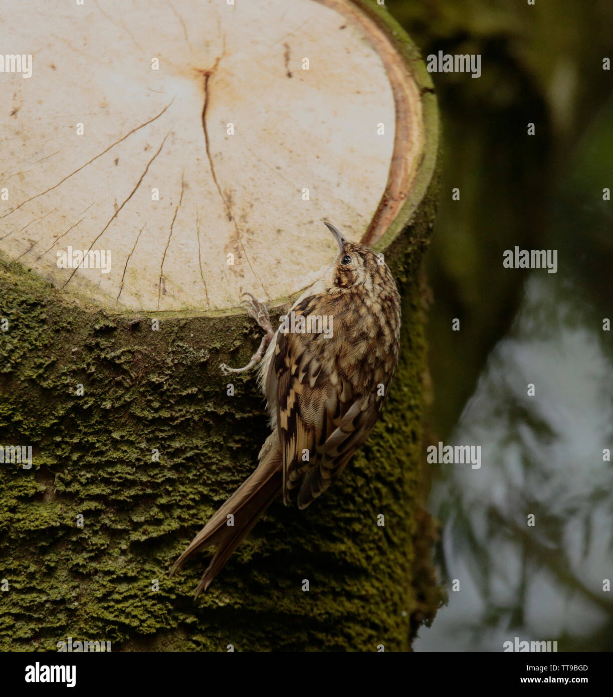 Long curved beaks hi-res stock photography and images - Alamy
