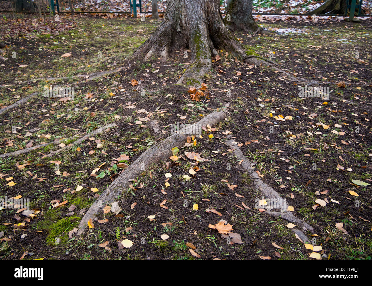 Tree roots sticking out soil hi-res stock photography and images - Alamy