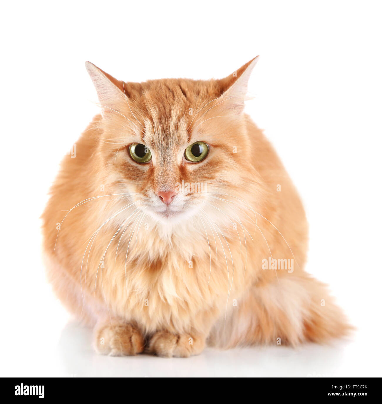 Red cat isolated on white background Stock Photo - Alamy