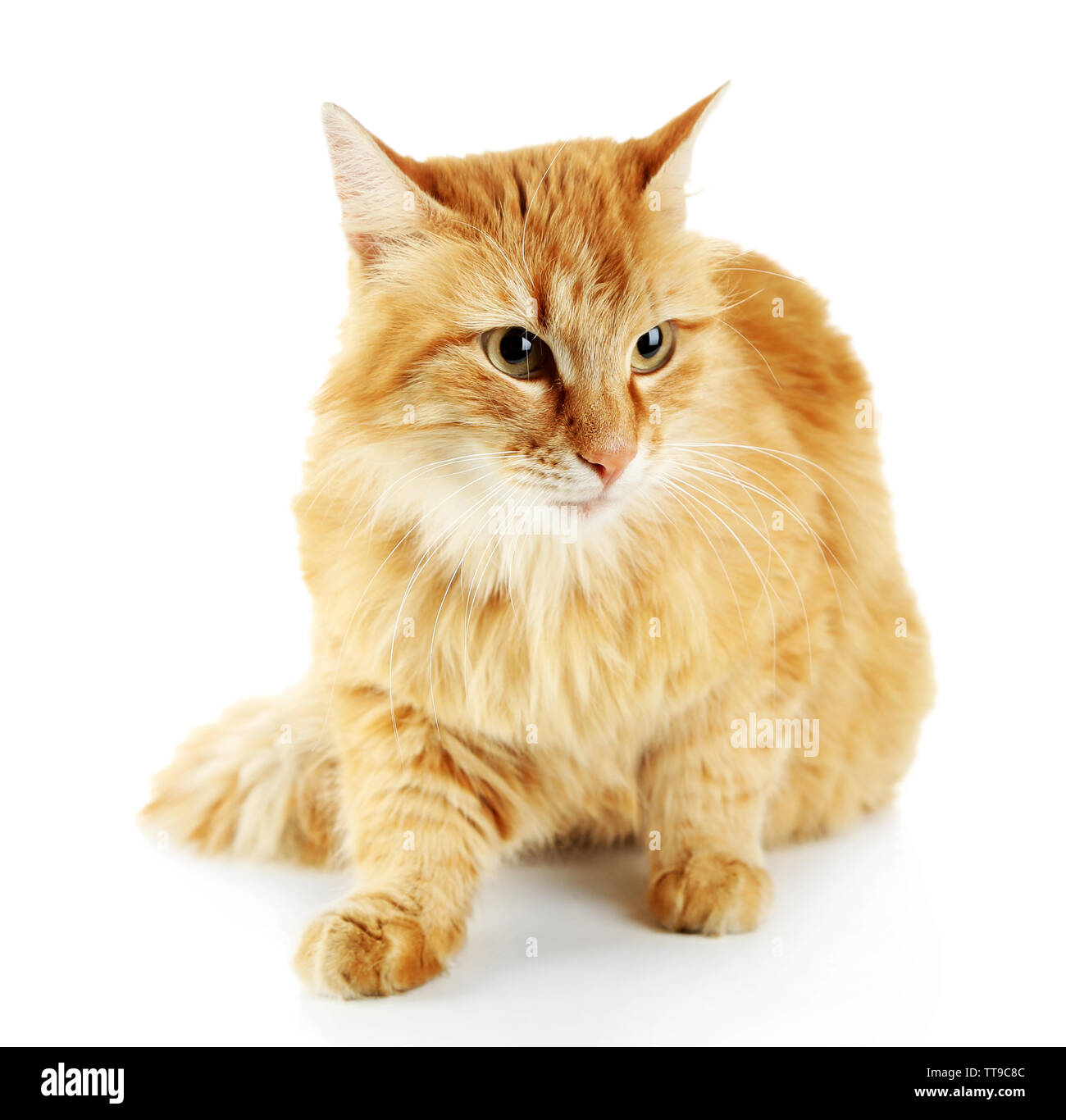 Red cat isolated on white background Stock Photo - Alamy