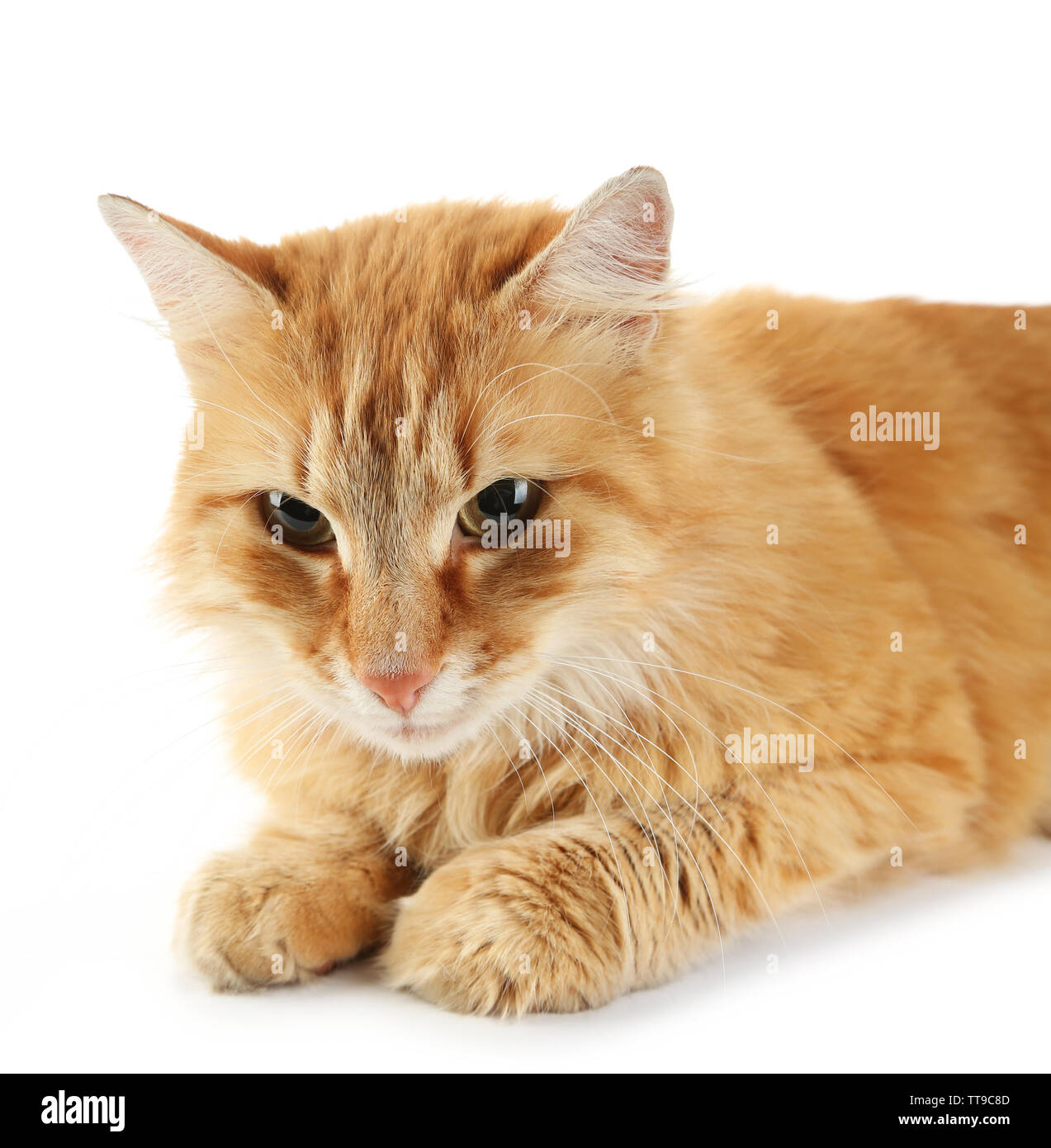 Red cat isolated on white background Stock Photo - Alamy