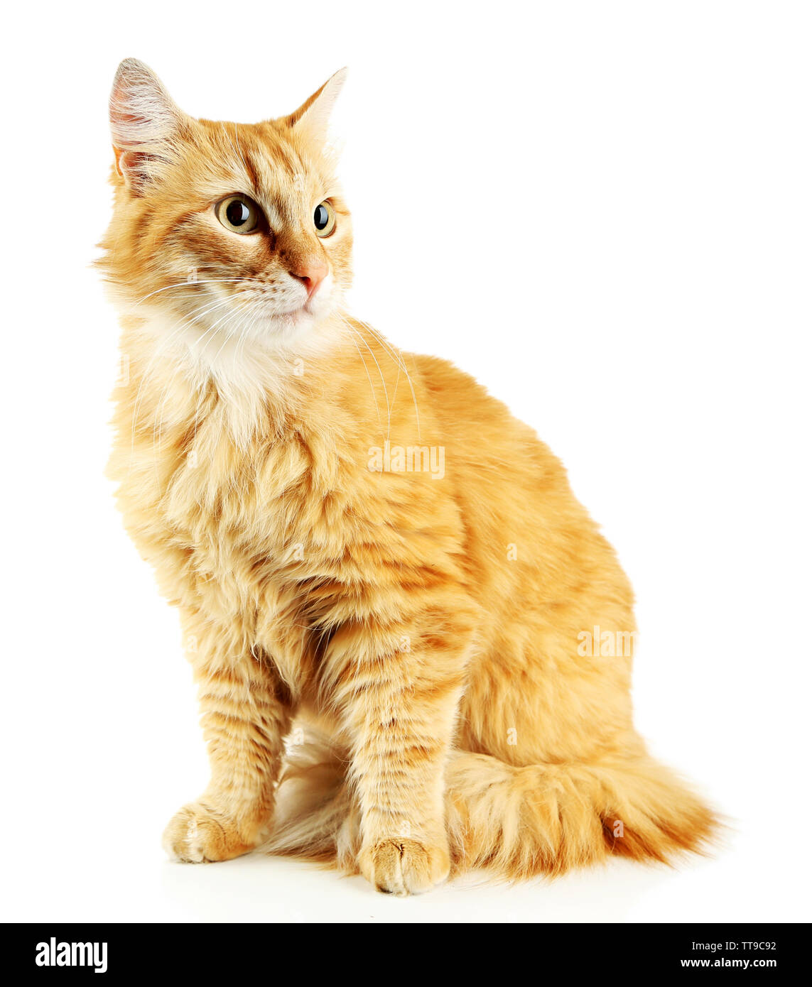 Red cat isolated on white background Stock Photo - Alamy