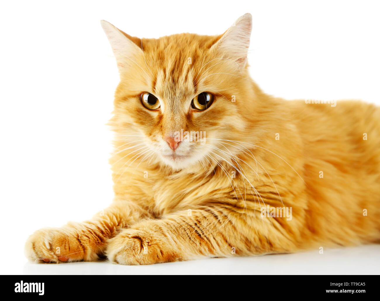 Red cat isolated on white background Stock Photo - Alamy
