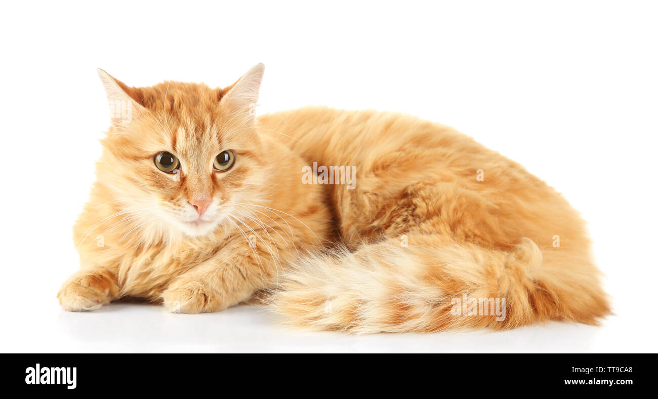Red cat isolated on white background Stock Photo - Alamy
