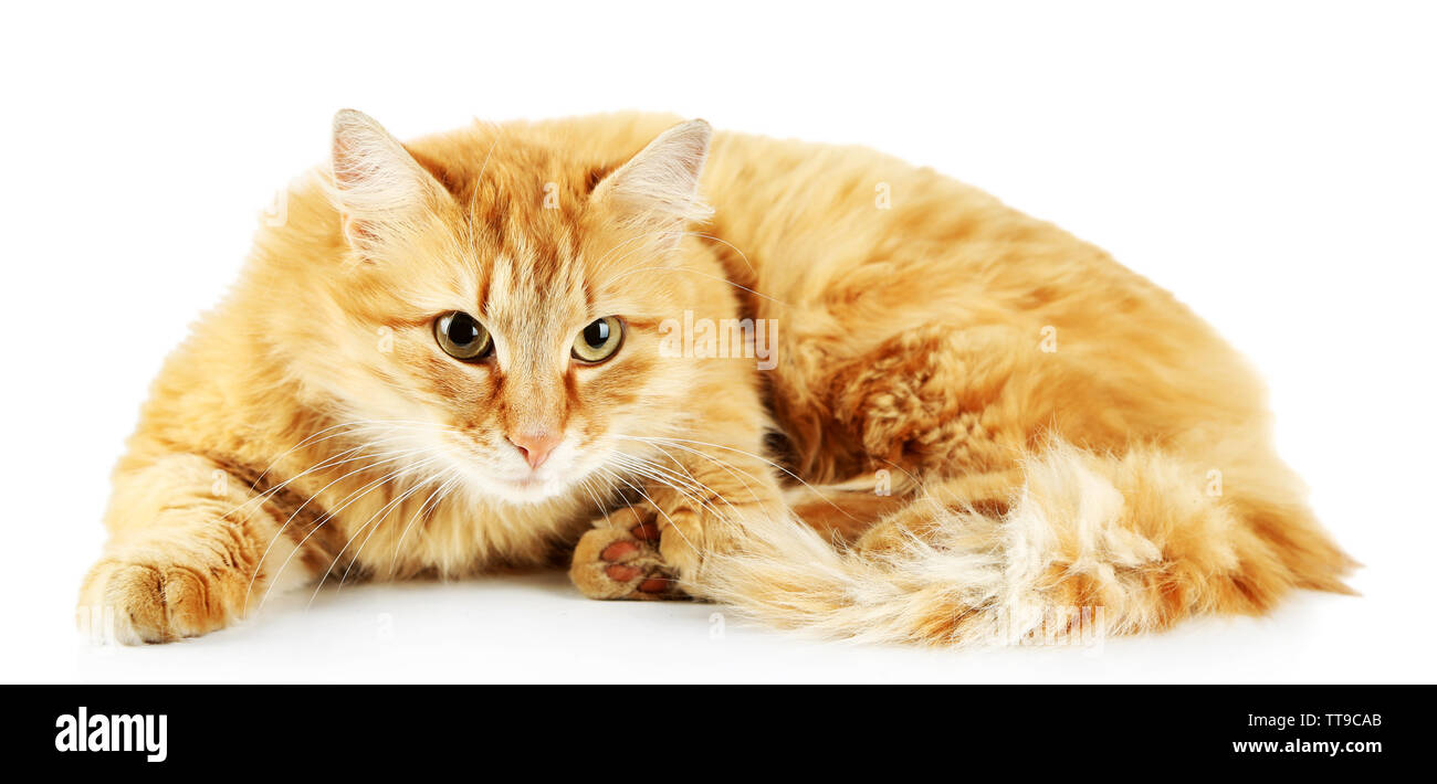 Red cat isolated on white background Stock Photo - Alamy