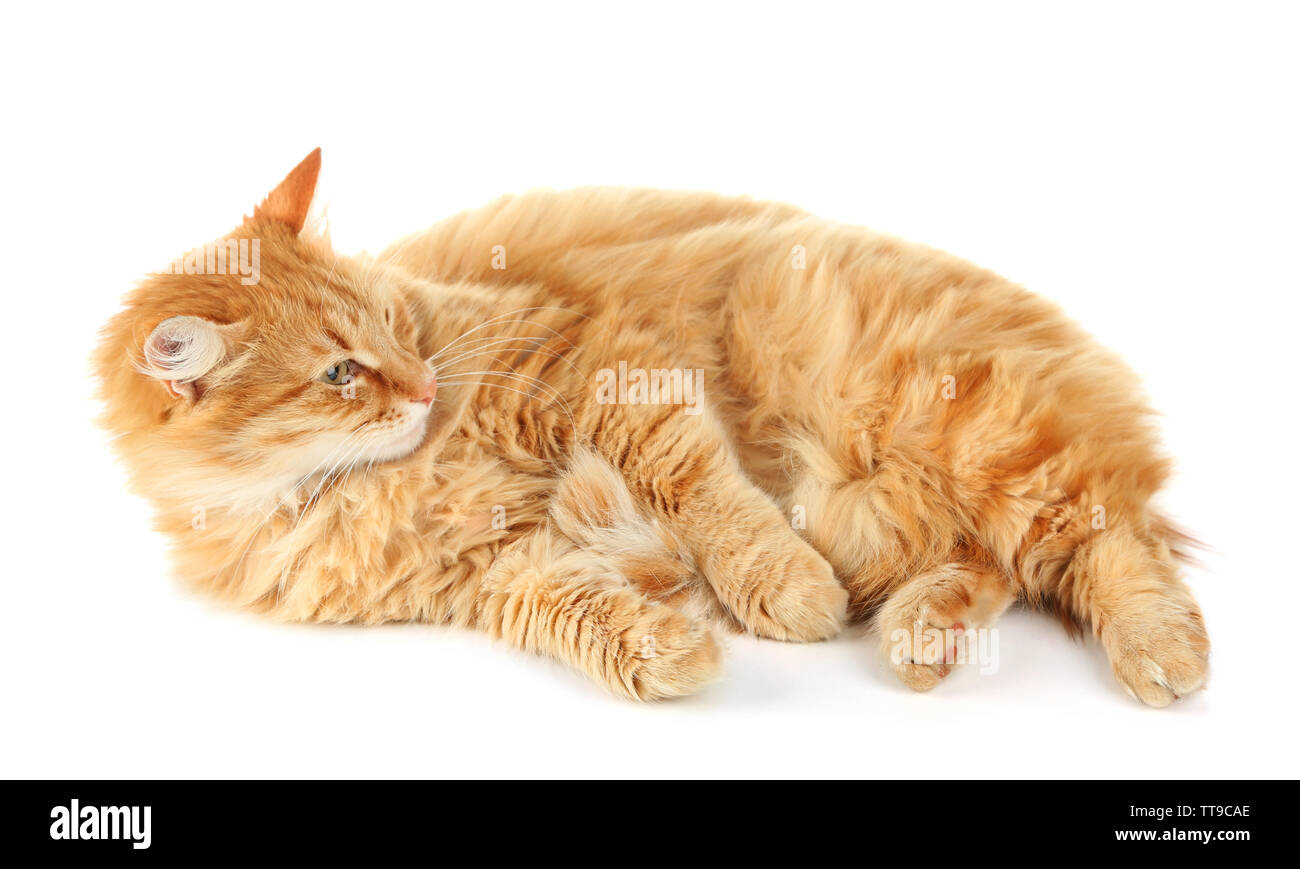Red cat isolated on white background Stock Photo - Alamy