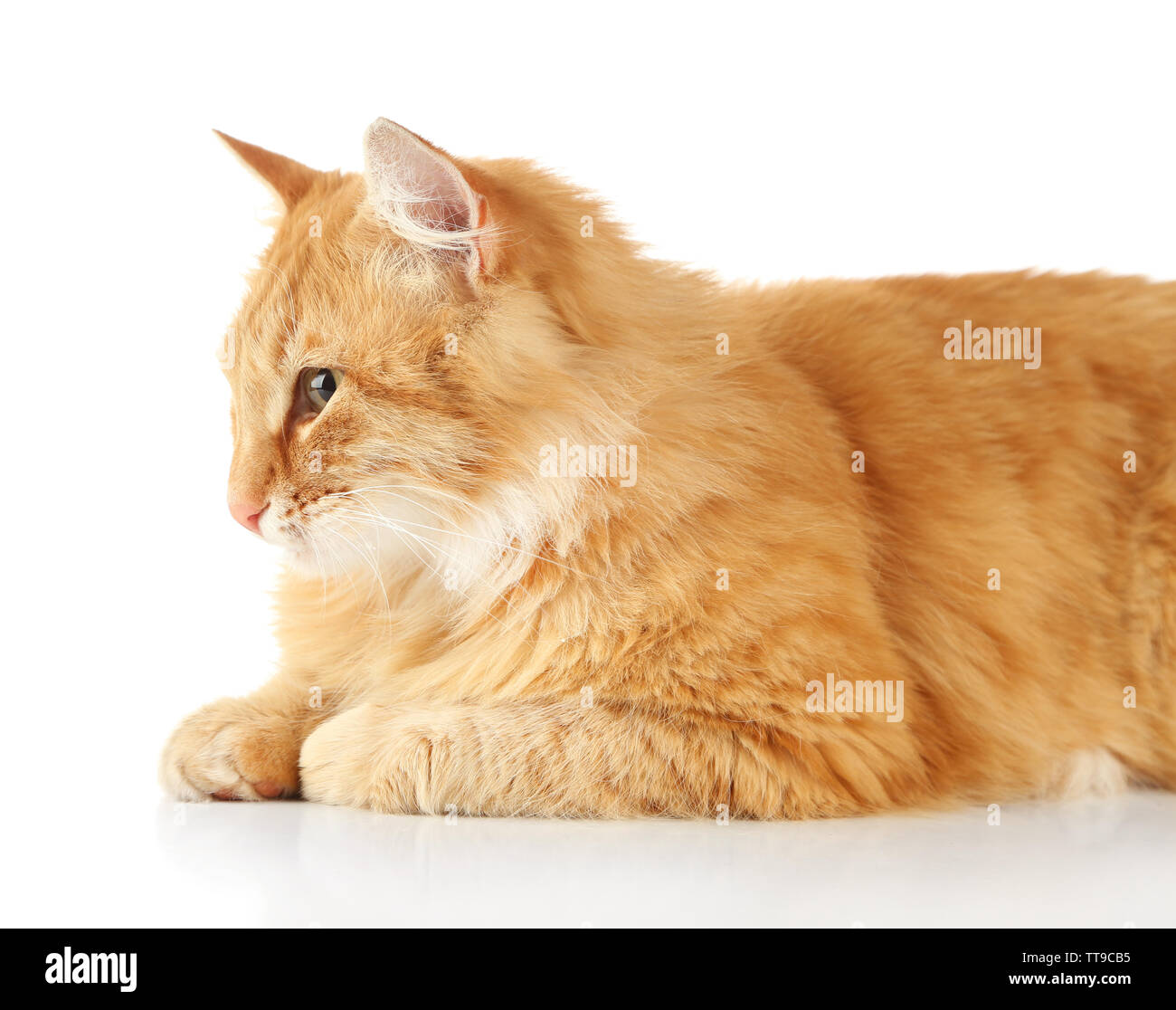 Red cat isolated on white background Stock Photo - Alamy