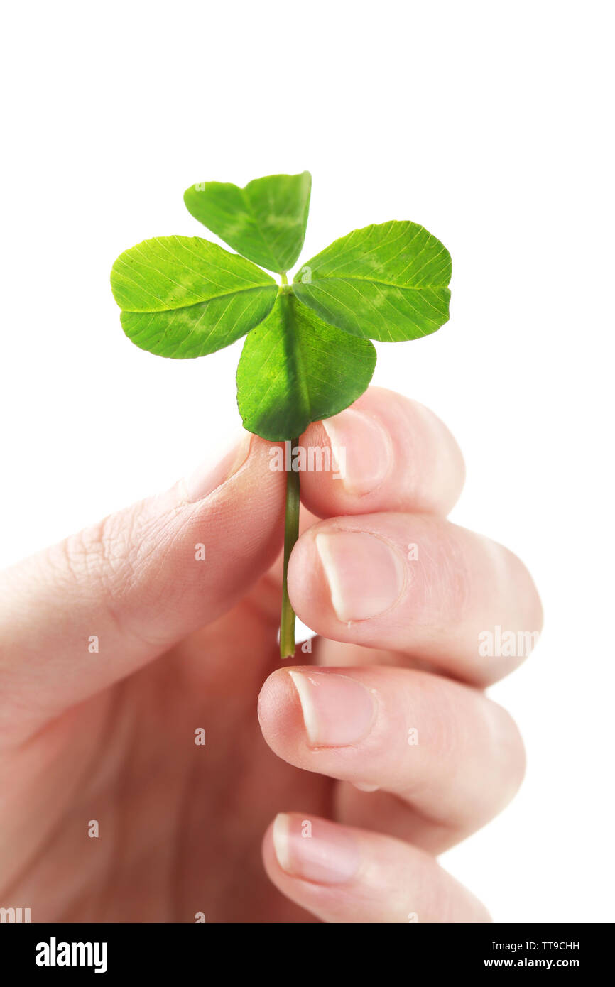 Female hand holding green clover leaf, isolated on white Stock Photo ...