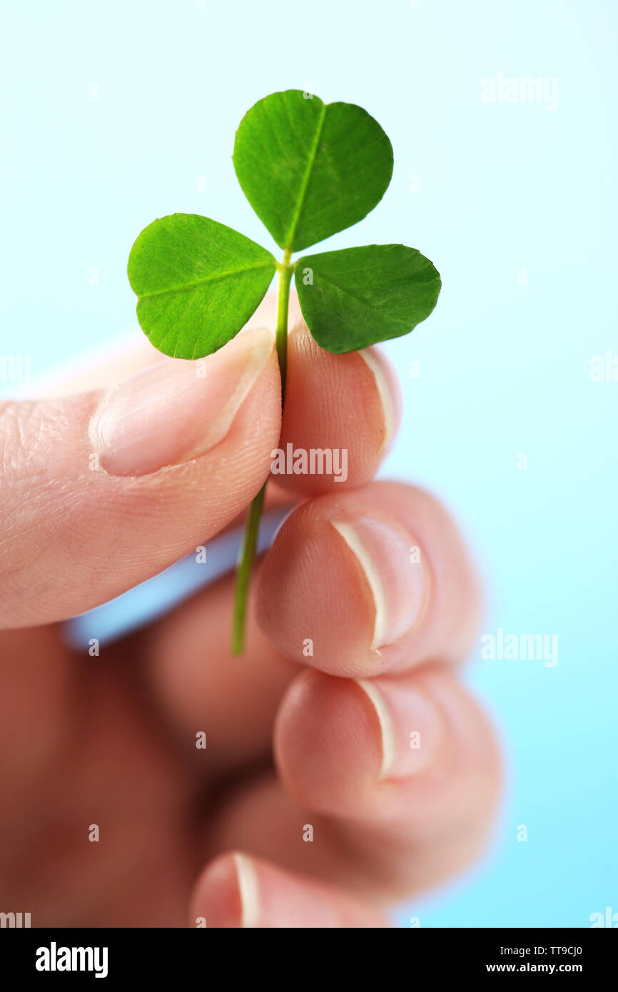 Female hand holding green clover leaf on sky background Stock Photo - Alamy