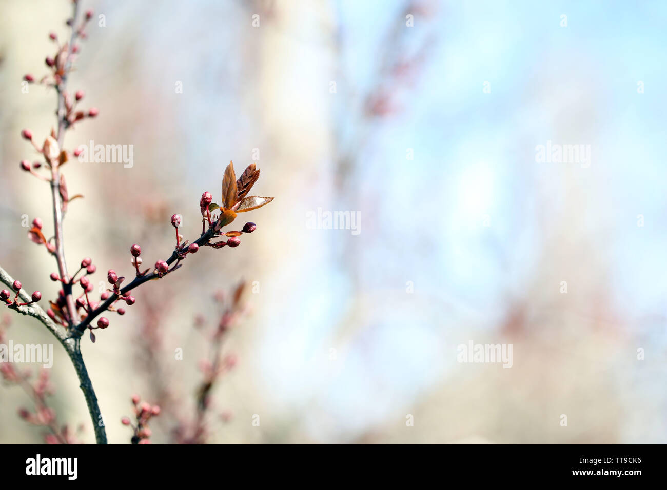 Fresh spring leaves on branch, on blue sky background Stock Photo - Alamy