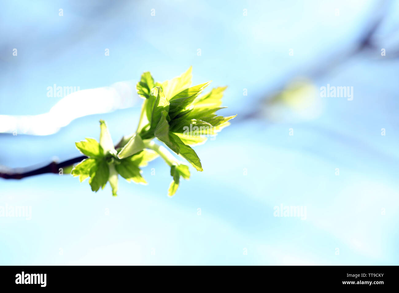 Fresh spring leaves on branch, on blue sky background Stock Photo - Alamy
