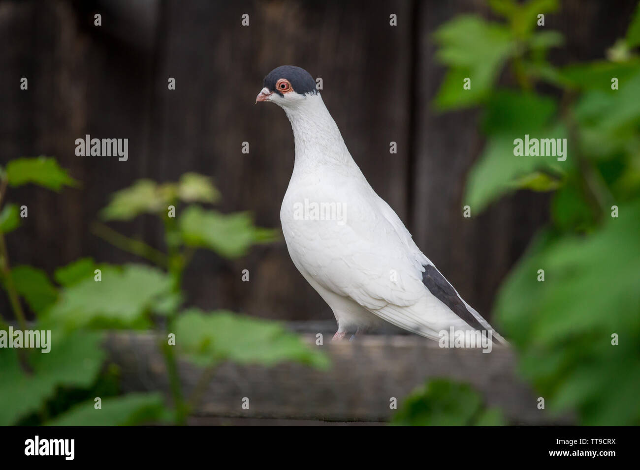 German pigeon breed hi-res stock photography and images - Alamy