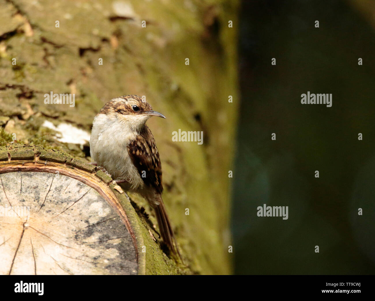 Bright curved beaks hi-res stock photography and images - Alamy