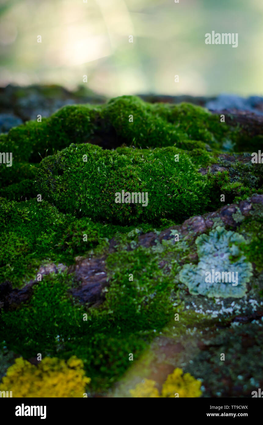Wallpaper forest hi-res stock photography and images - Alamy