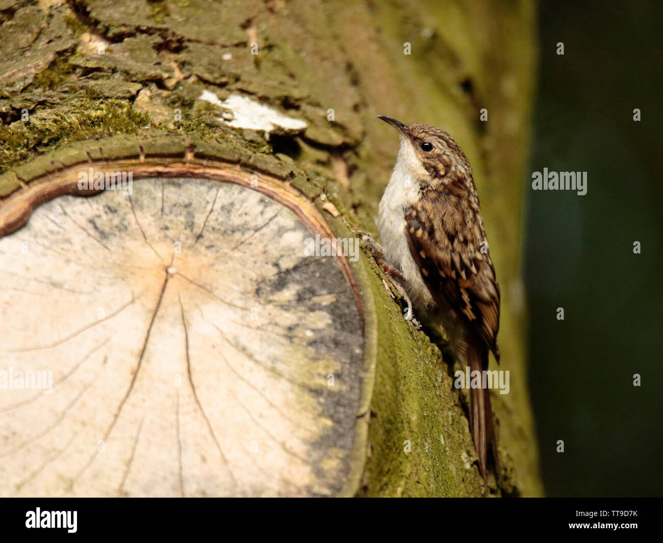Bright curved beaks hi-res stock photography and images - Alamy