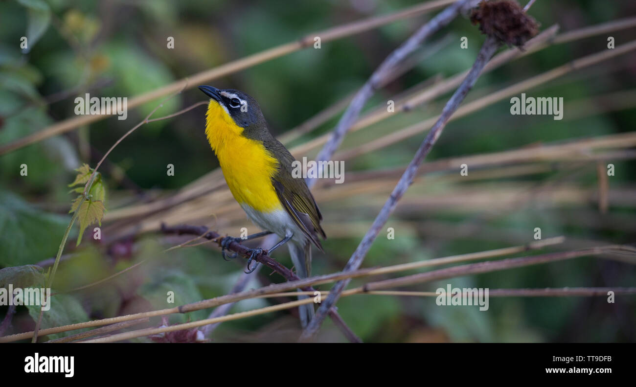 UNITED STATES: 060115: Yellow-breasted Chat, (male) Icteria virens ...