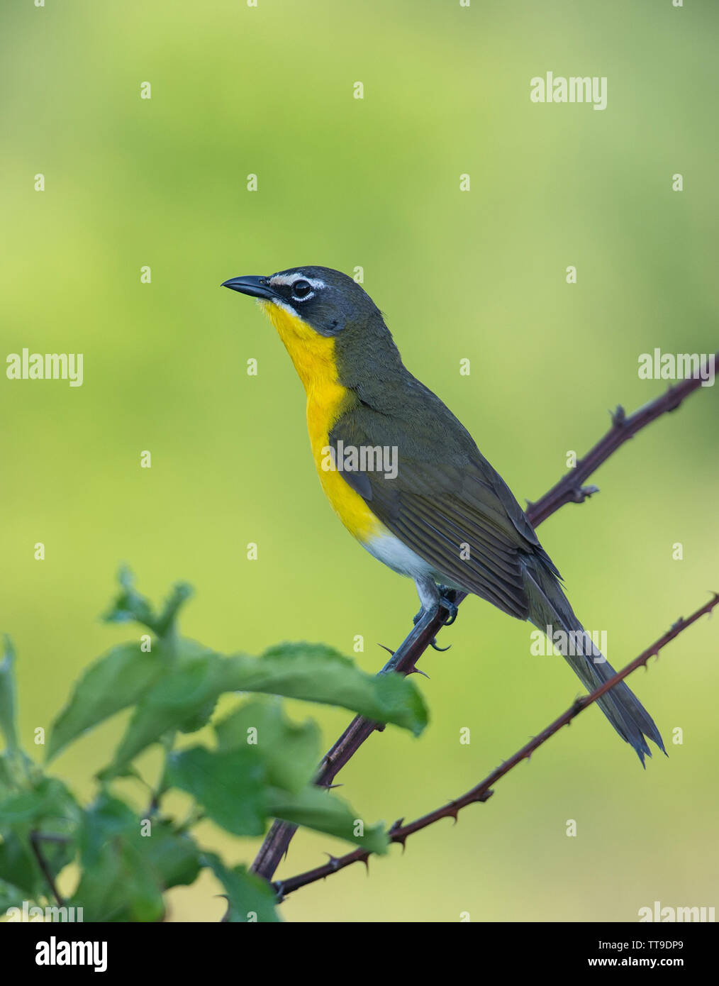 UNITED STATES: 060115: Yellow-breasted Chat, (male) Icteria virens ...