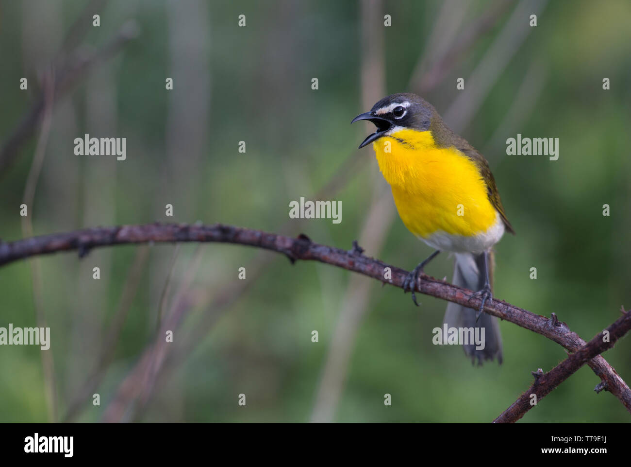 UNITED STATES: 060115: Yellow-breasted Chat, (male) Icteria virens ...