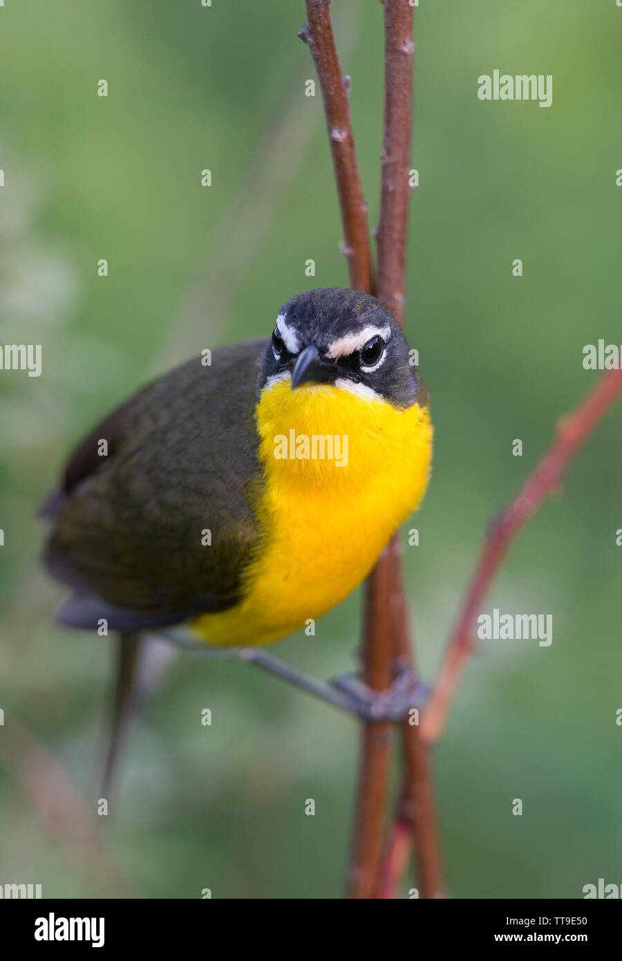 UNITED STATES: 060115: Yellow-breasted Chat, (male) Icteria virens ...