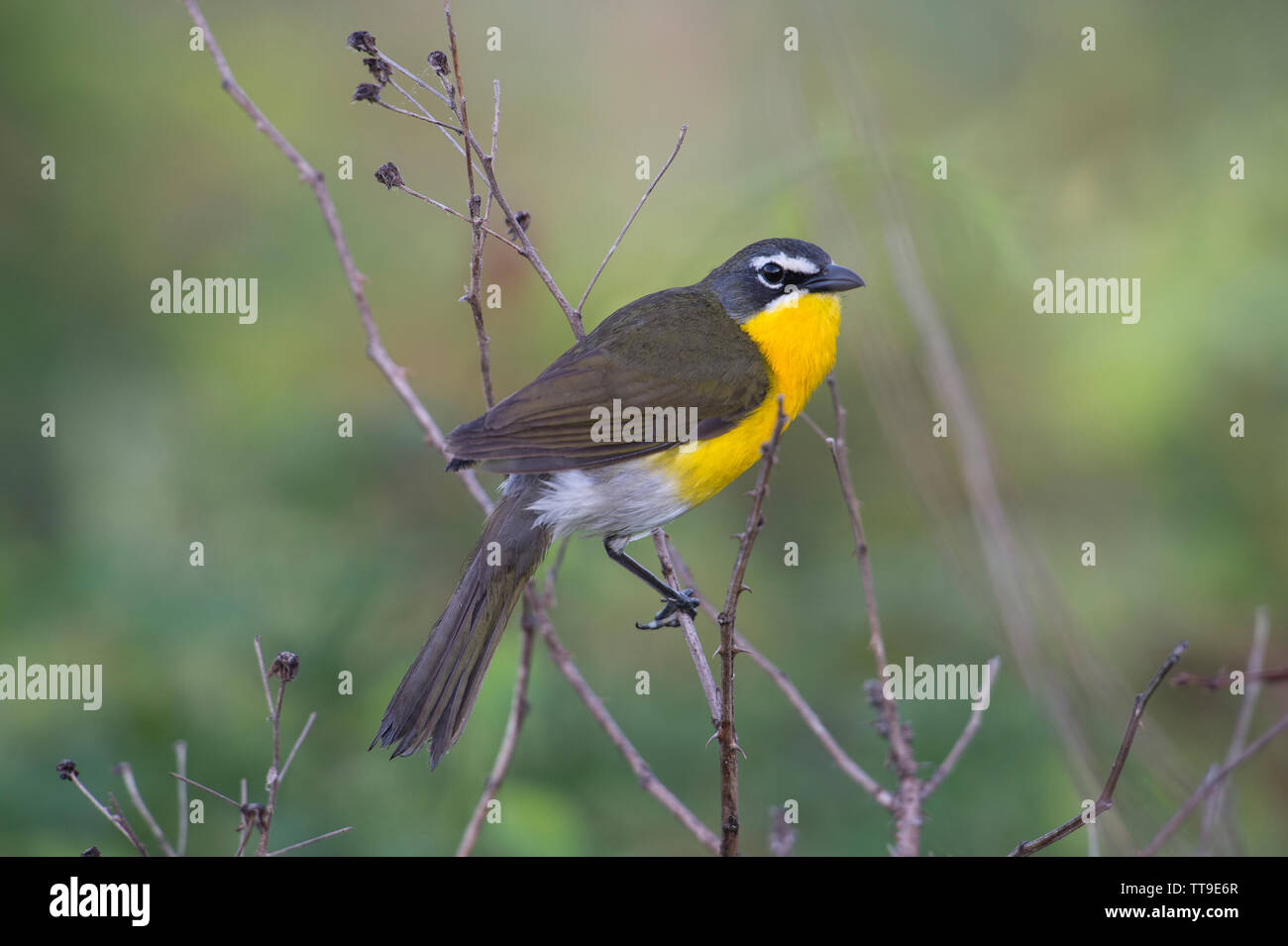 UNITED STATES: 060115: Yellow-breasted Chat, (male) Icteria virens ...