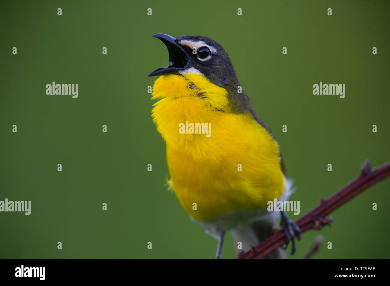 UNITED STATES: 060115: Yellow-breasted Chat, (male) Icteria virens ...