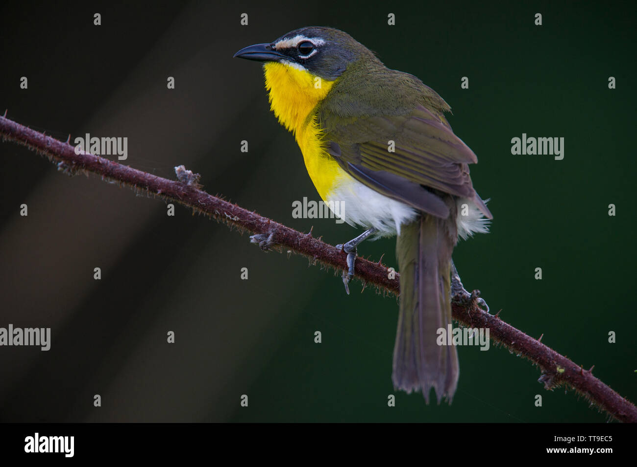 UNITED STATES: 060115: Yellow-breasted Chat, (male) Icteria virens ...