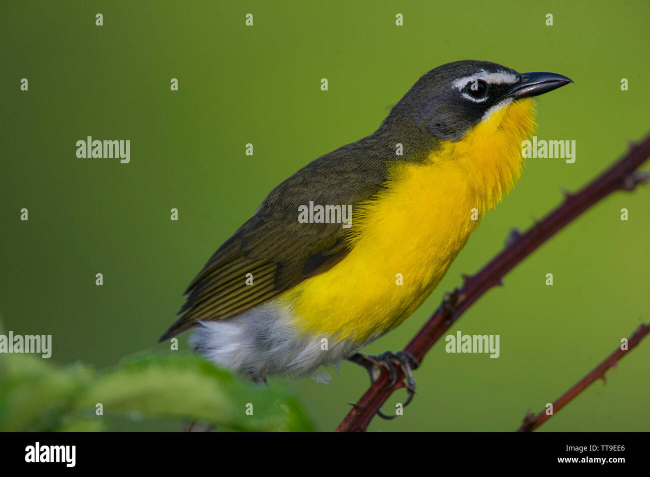 UNITED STATES: 060115: Yellow-breasted Chat, (male) Icteria virens ...