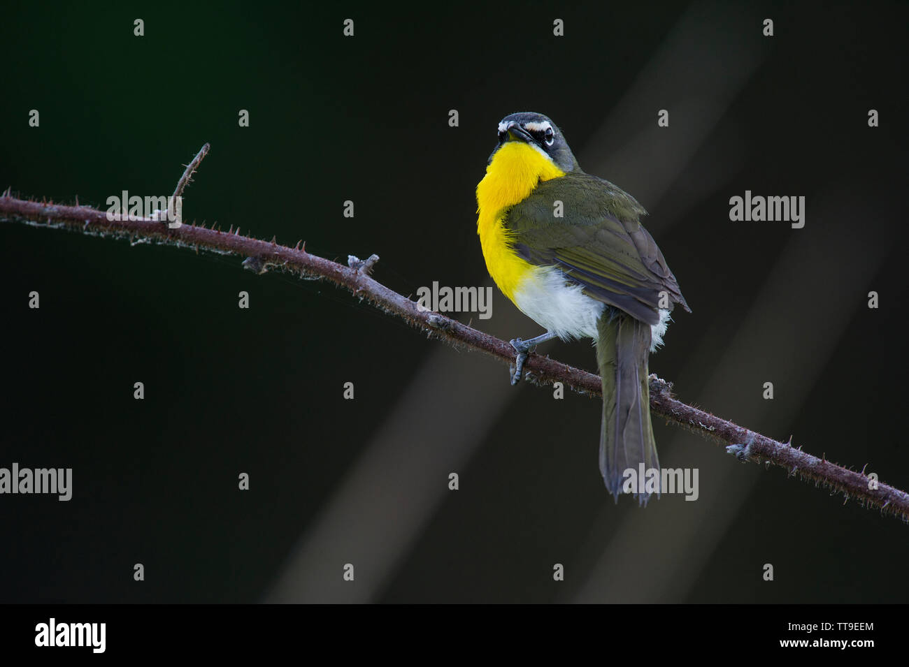 UNITED STATES: 060115: Yellow-breasted Chat, (male) Icteria virens ...