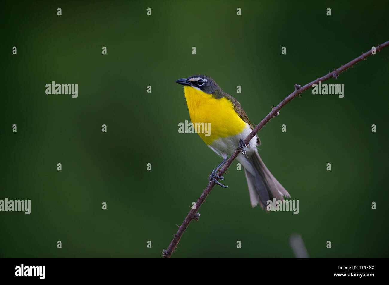 UNITED STATES: 060115: Yellow-breasted Chat, (male) Icteria virens ...