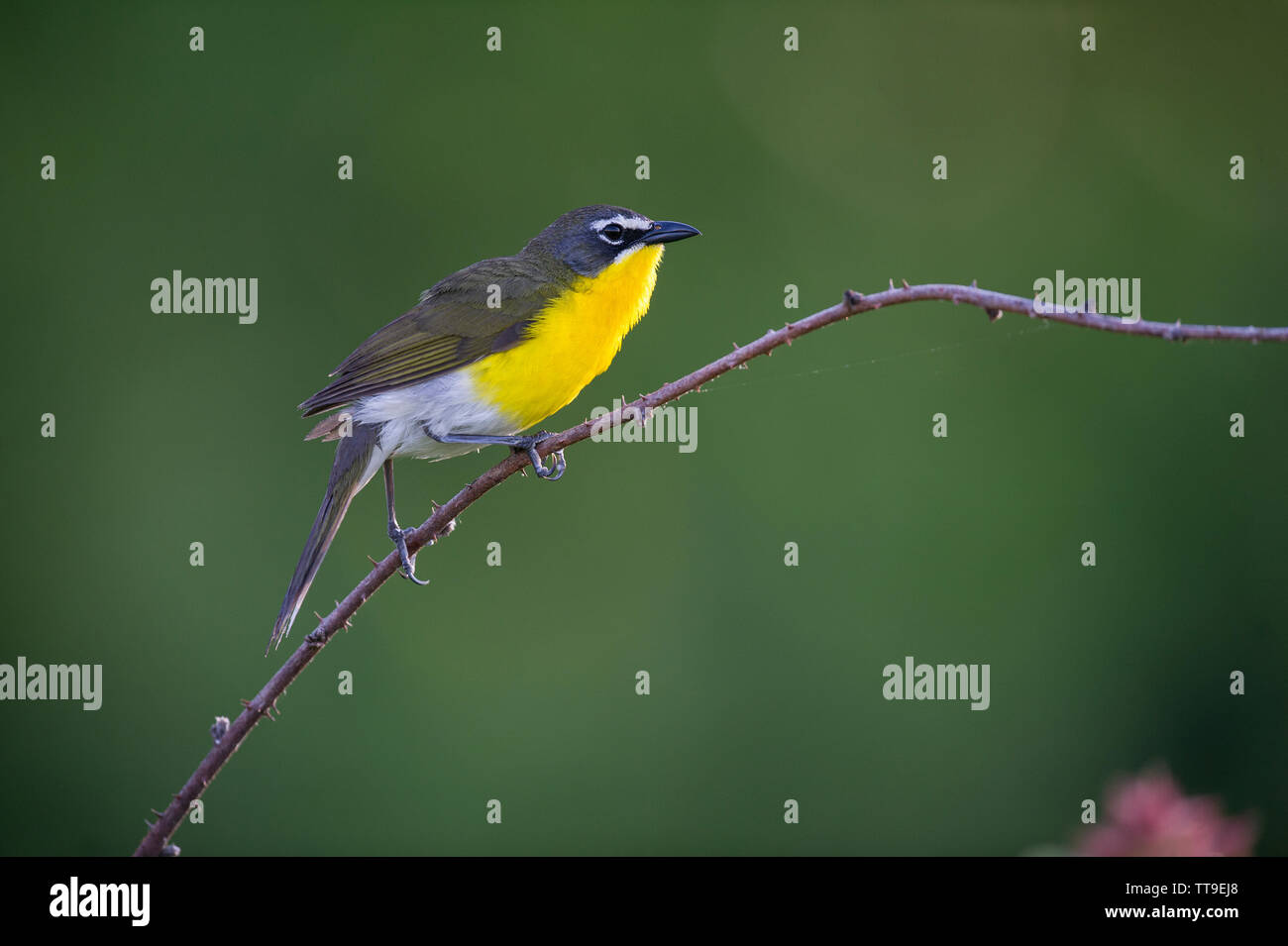 UNITED STATES: 060115: Yellow-breasted Chat, (male) Icteria virens ...