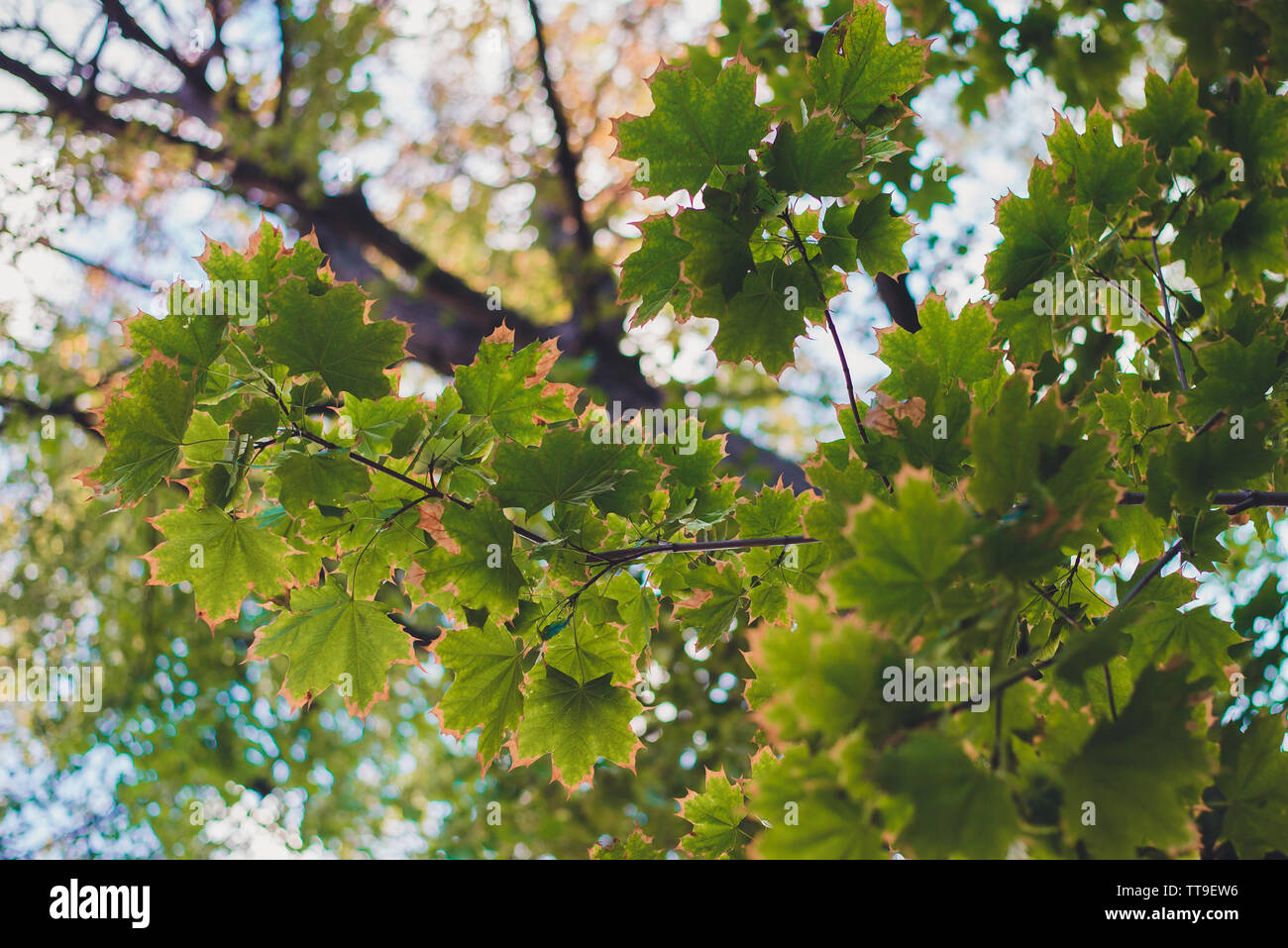 Maple leaf forest hi-res stock photography and images - Alamy