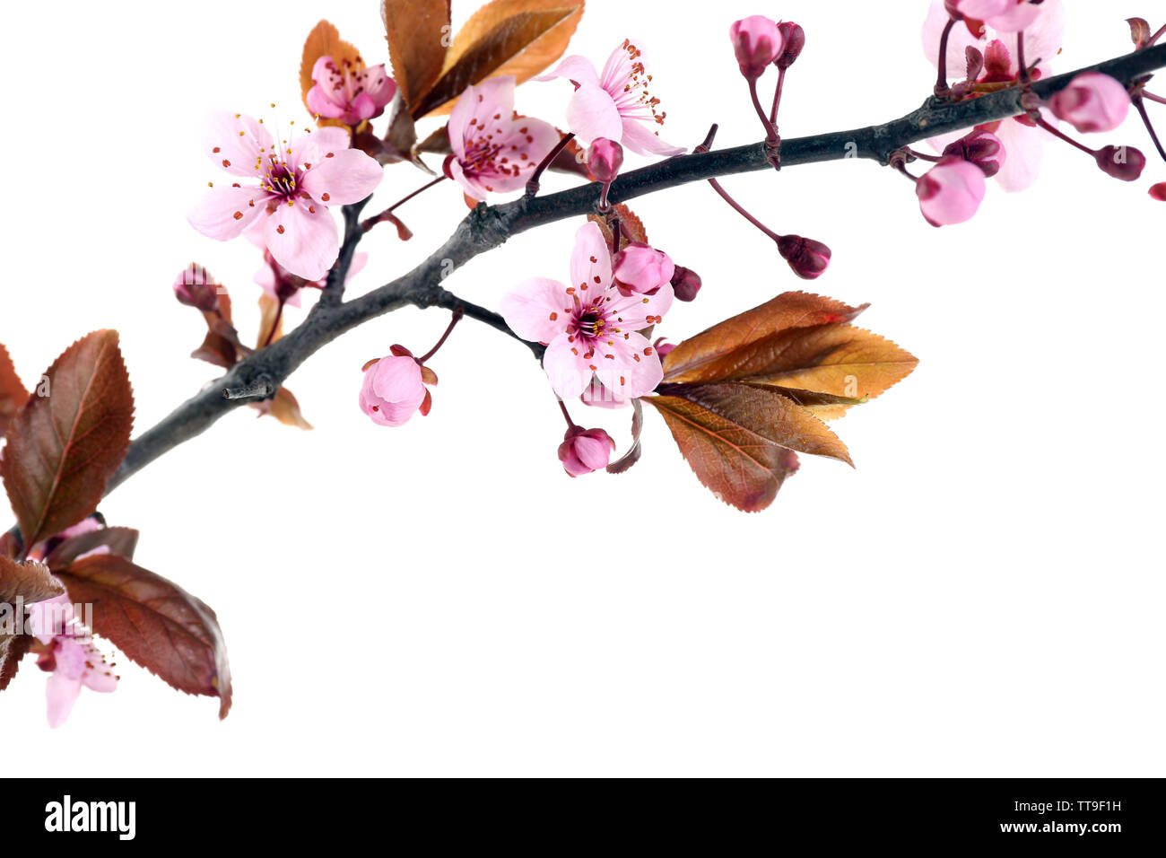 Flowering branch isolated on white Stock Photo - Alamy