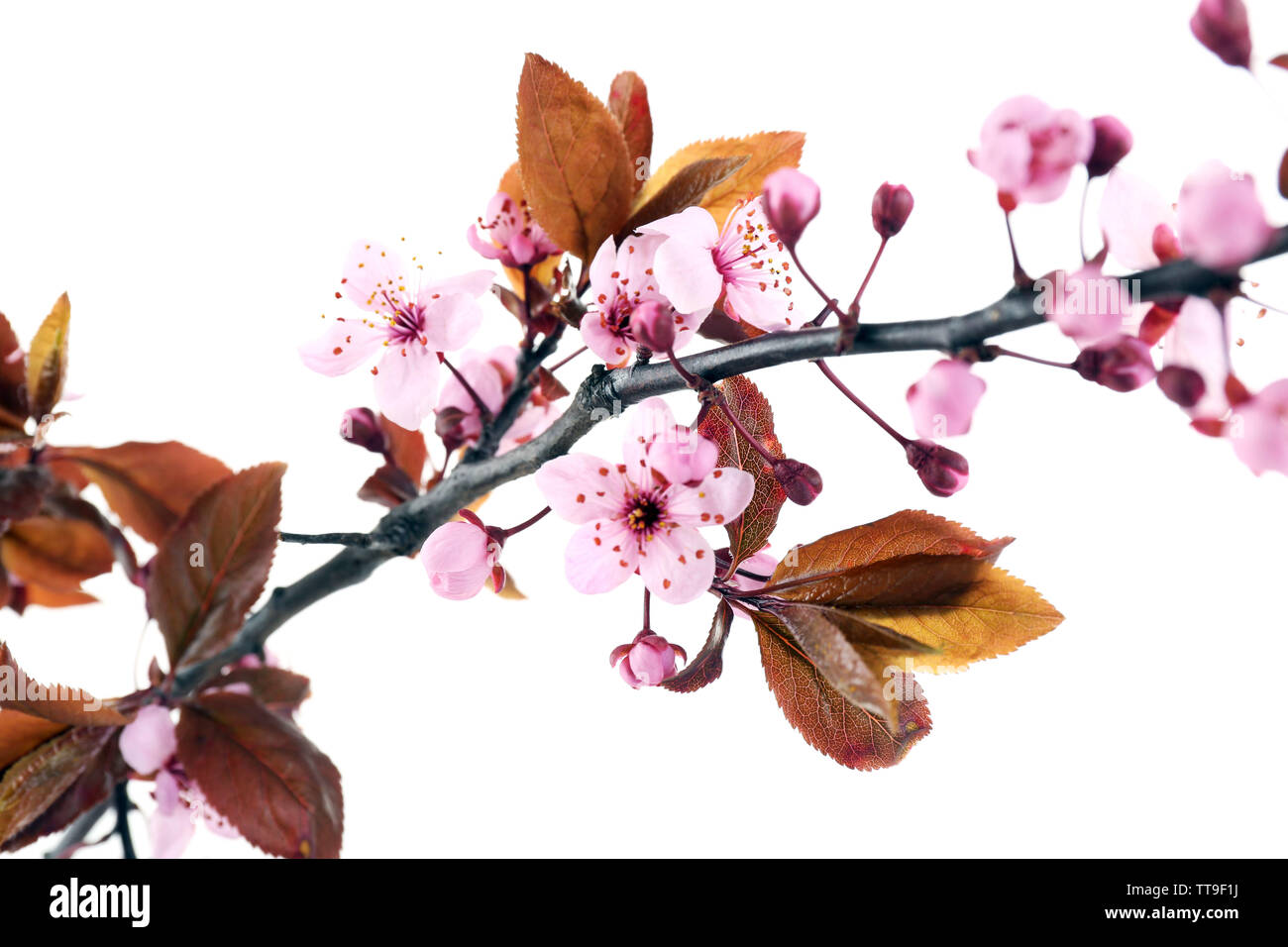 Flowering branch isolated on white Stock Photo - Alamy