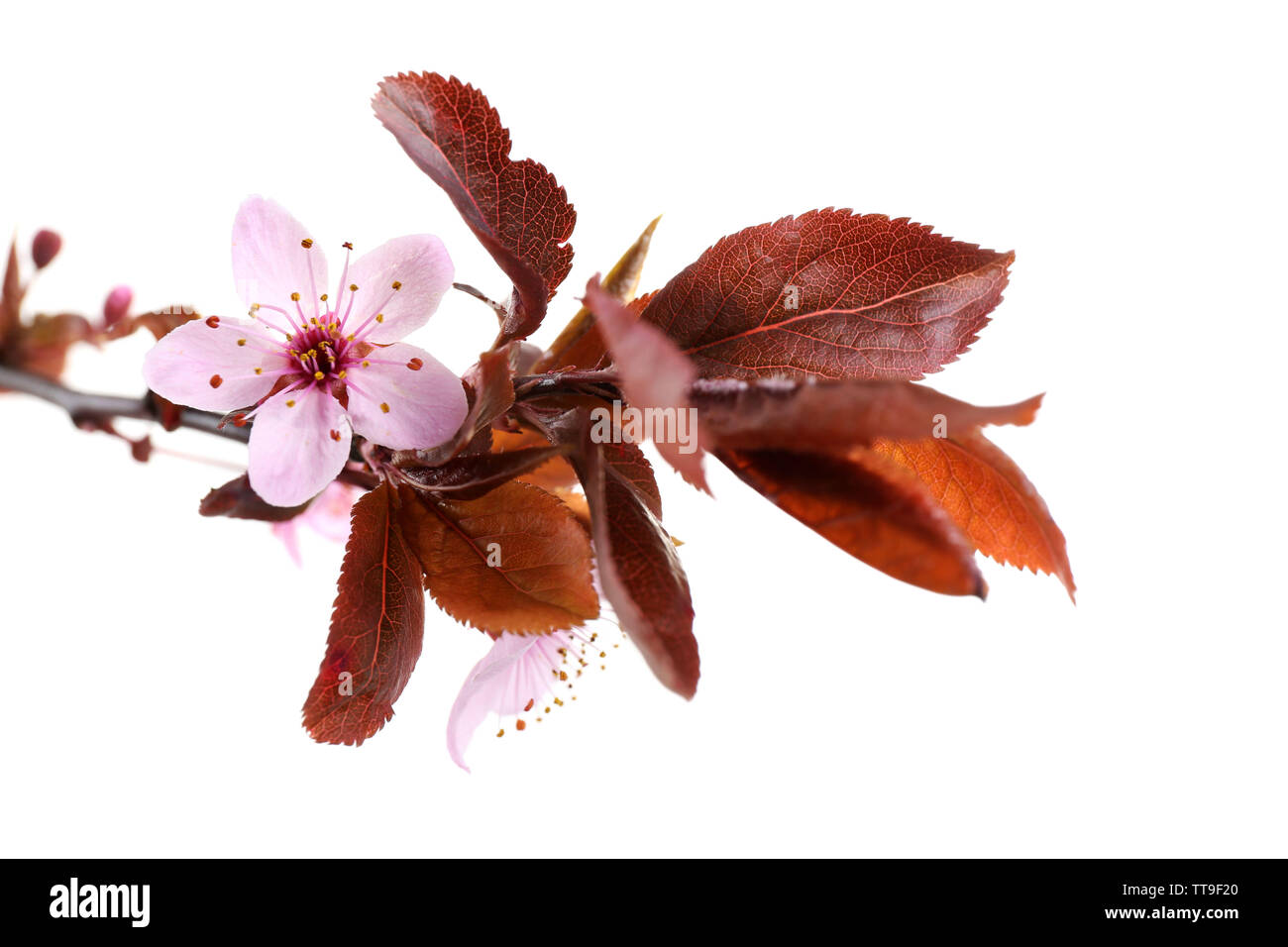 Flowering branch isolated on white Stock Photo - Alamy