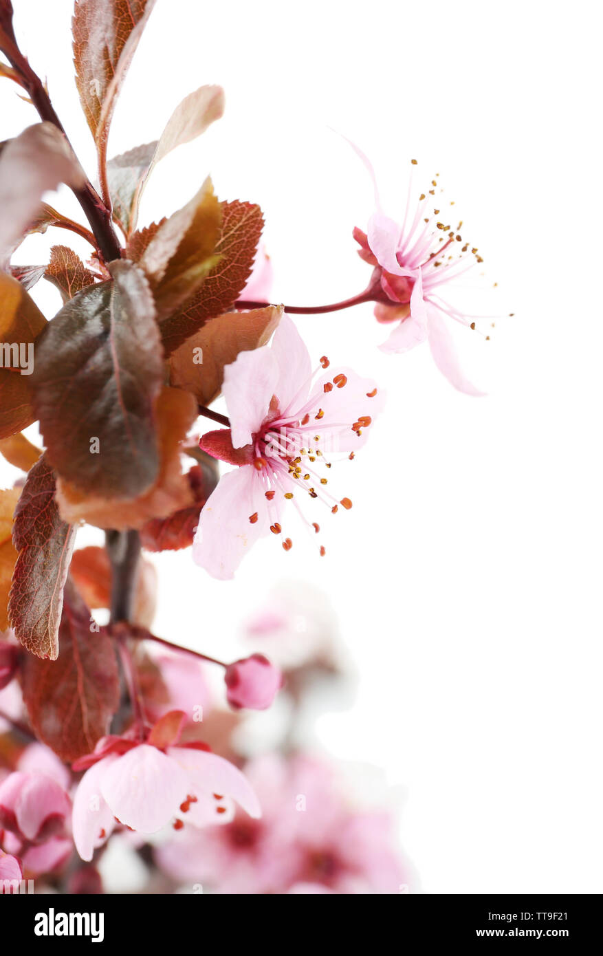 Flowering branch isolated on white Stock Photo - Alamy