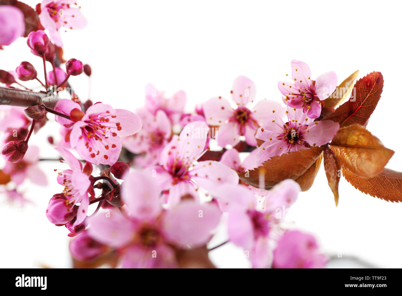 Flowering branch isolated on white Stock Photo - Alamy