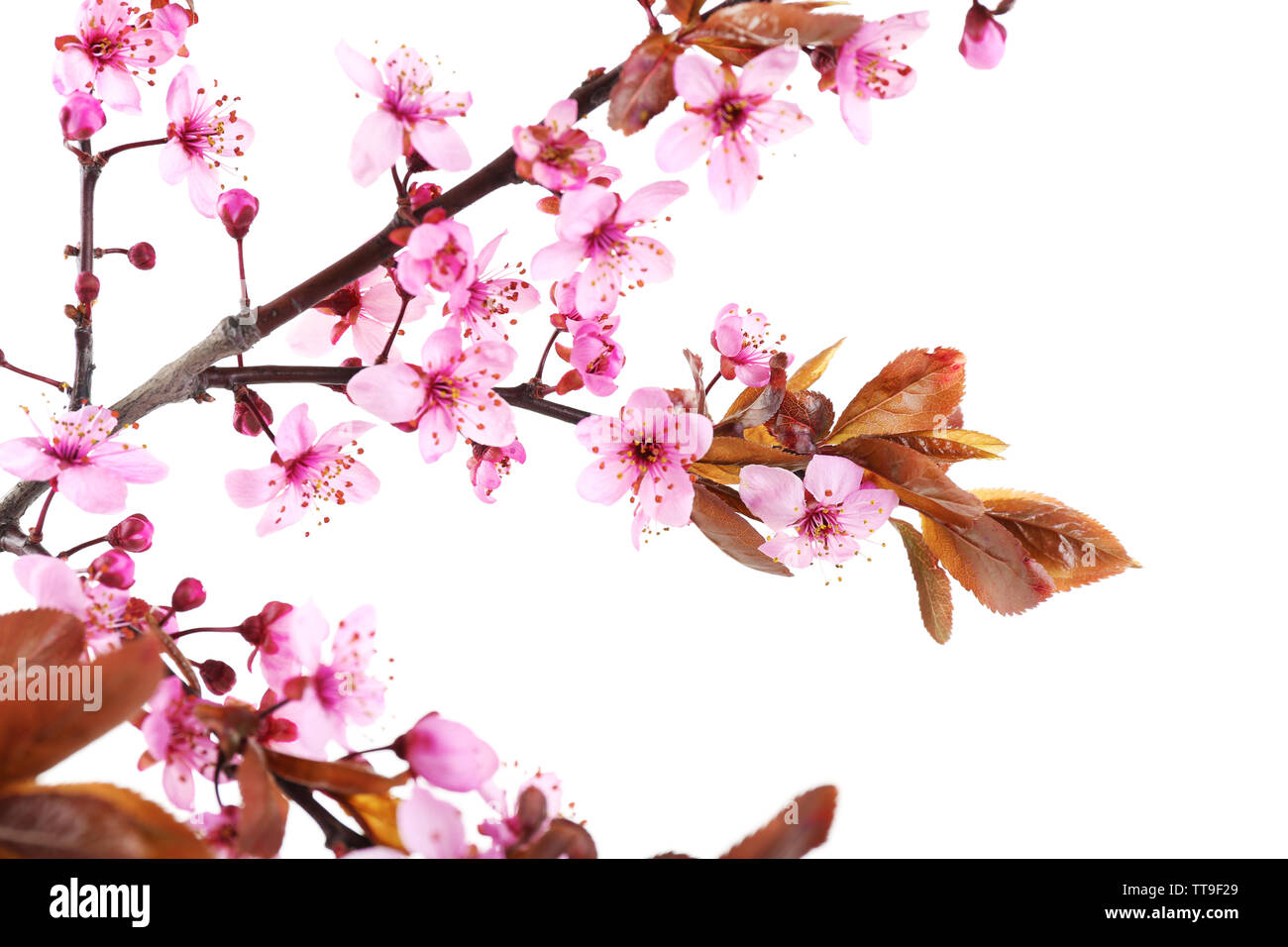 Flowering branch isolated on white Stock Photo - Alamy