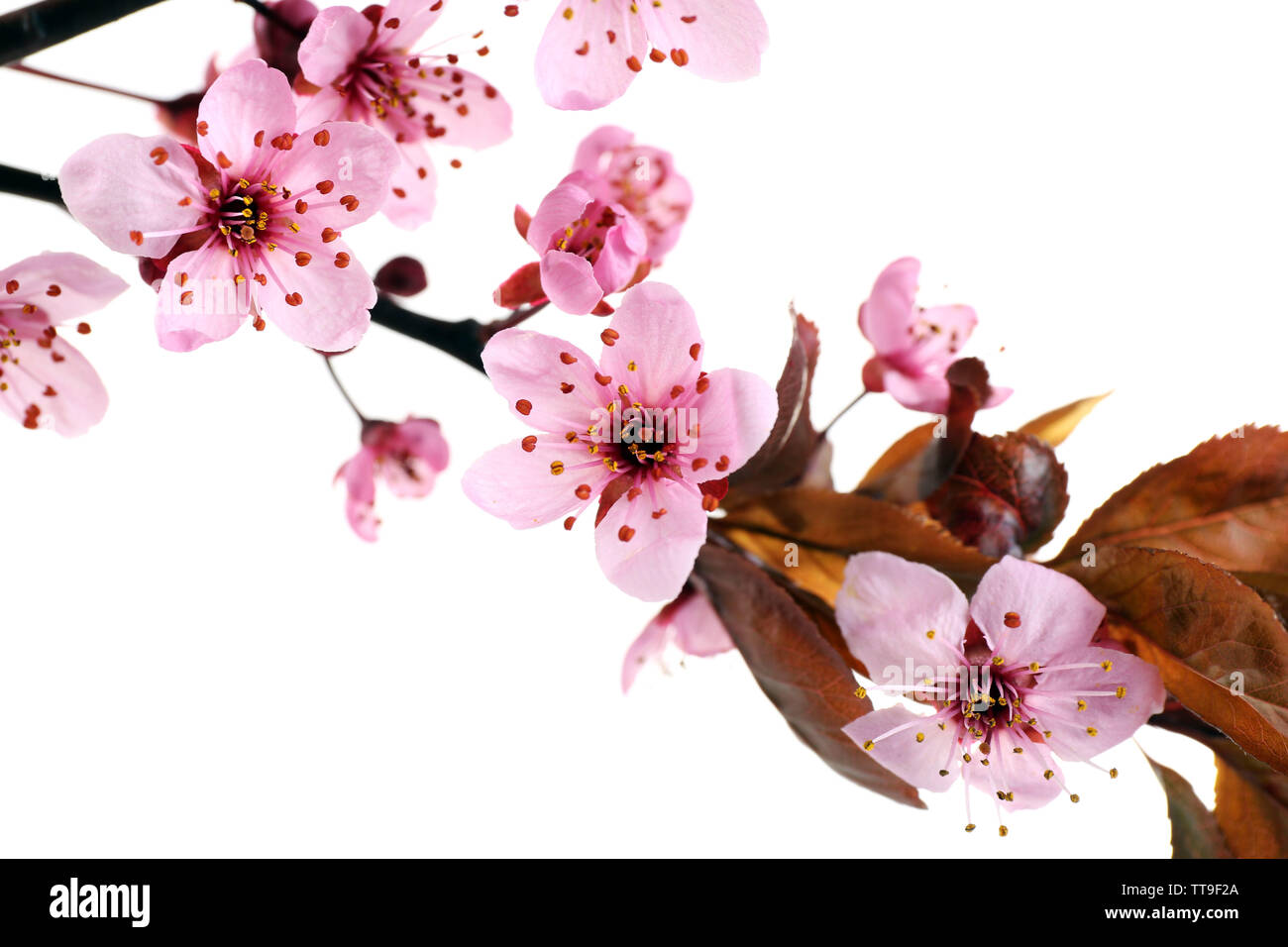 Flowering branch isolated on white Stock Photo - Alamy