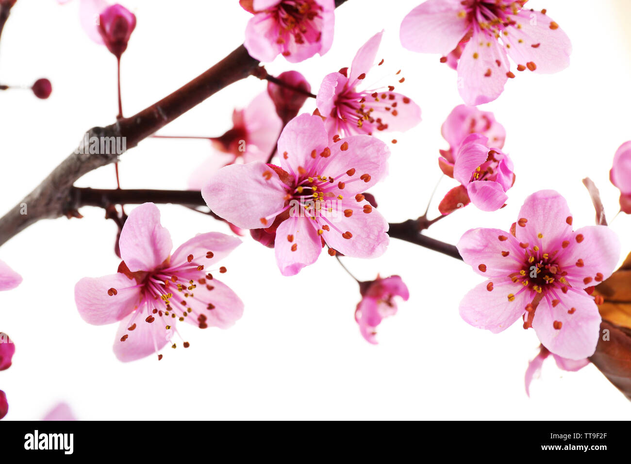 Flowering branch isolated on white Stock Photo - Alamy
